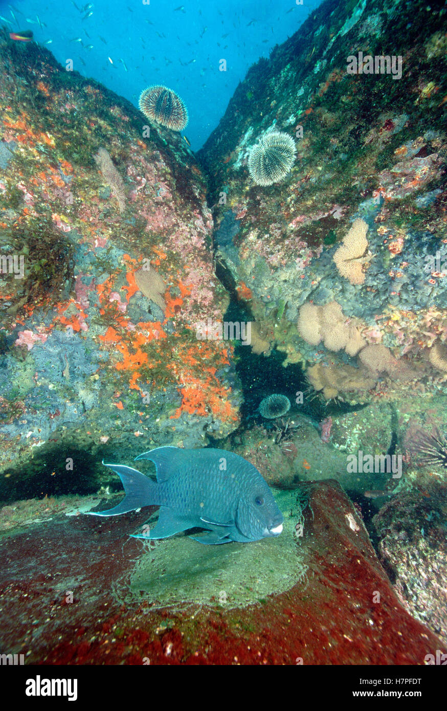 Giant Damselfish (Microspathodon dorsalis) male guarding eggs laid on a ...
