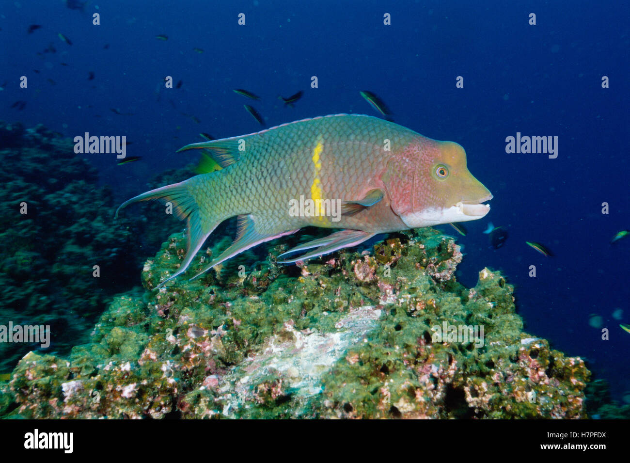Streamer Hogfish (Bodianus diplotaenia) a supermale or terminal male ...