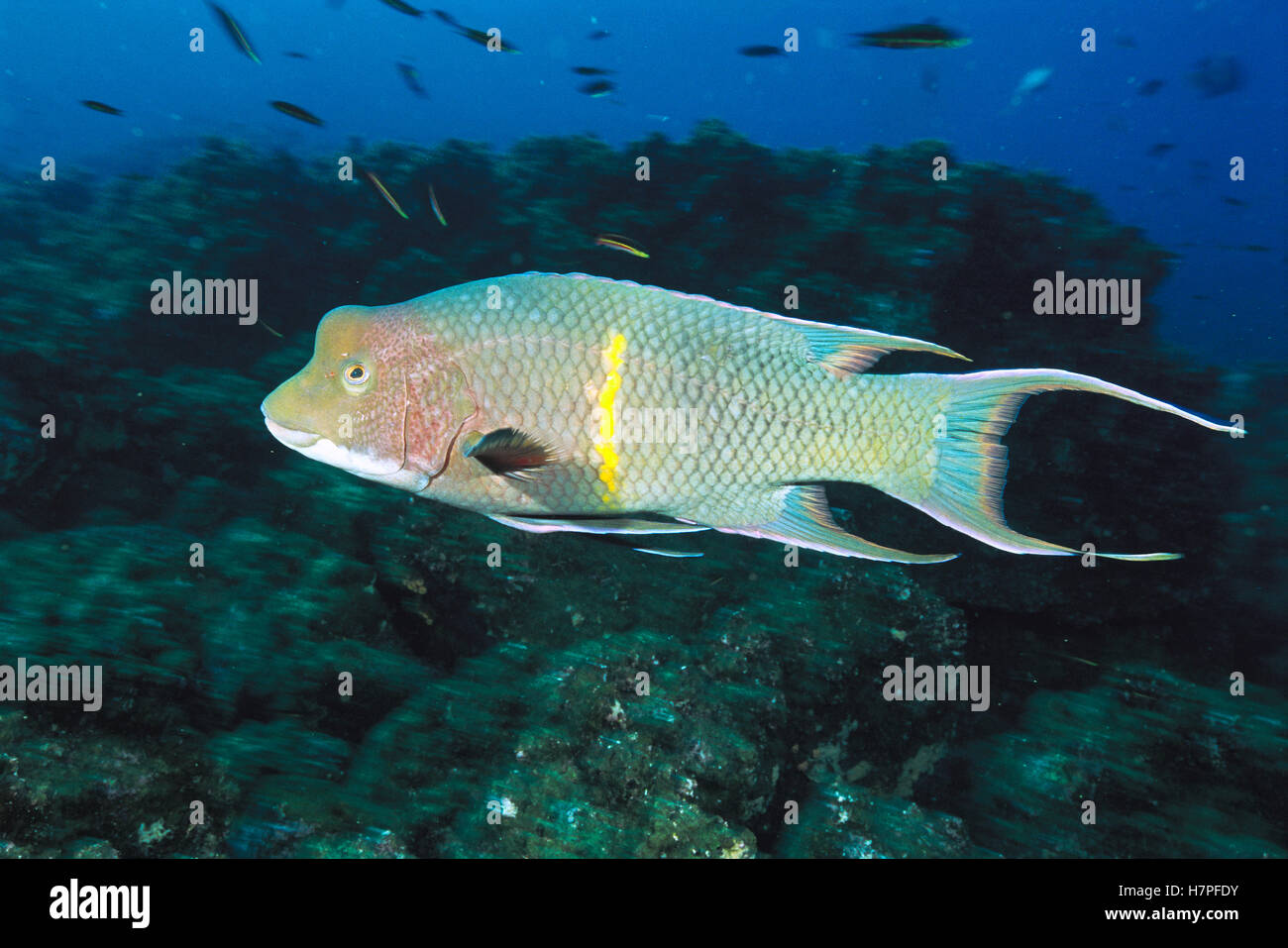 Streamer Hogfish (Bodianus diplotaenia) a supermale or terminal male ...