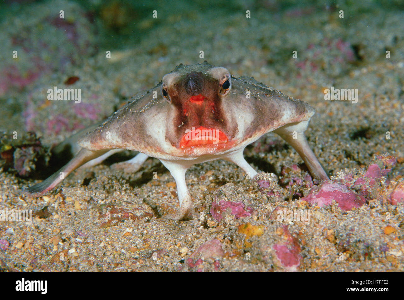 Red-lipped Batfish (Ogcocephalus darwini) portrait, Galapagos Islands ...