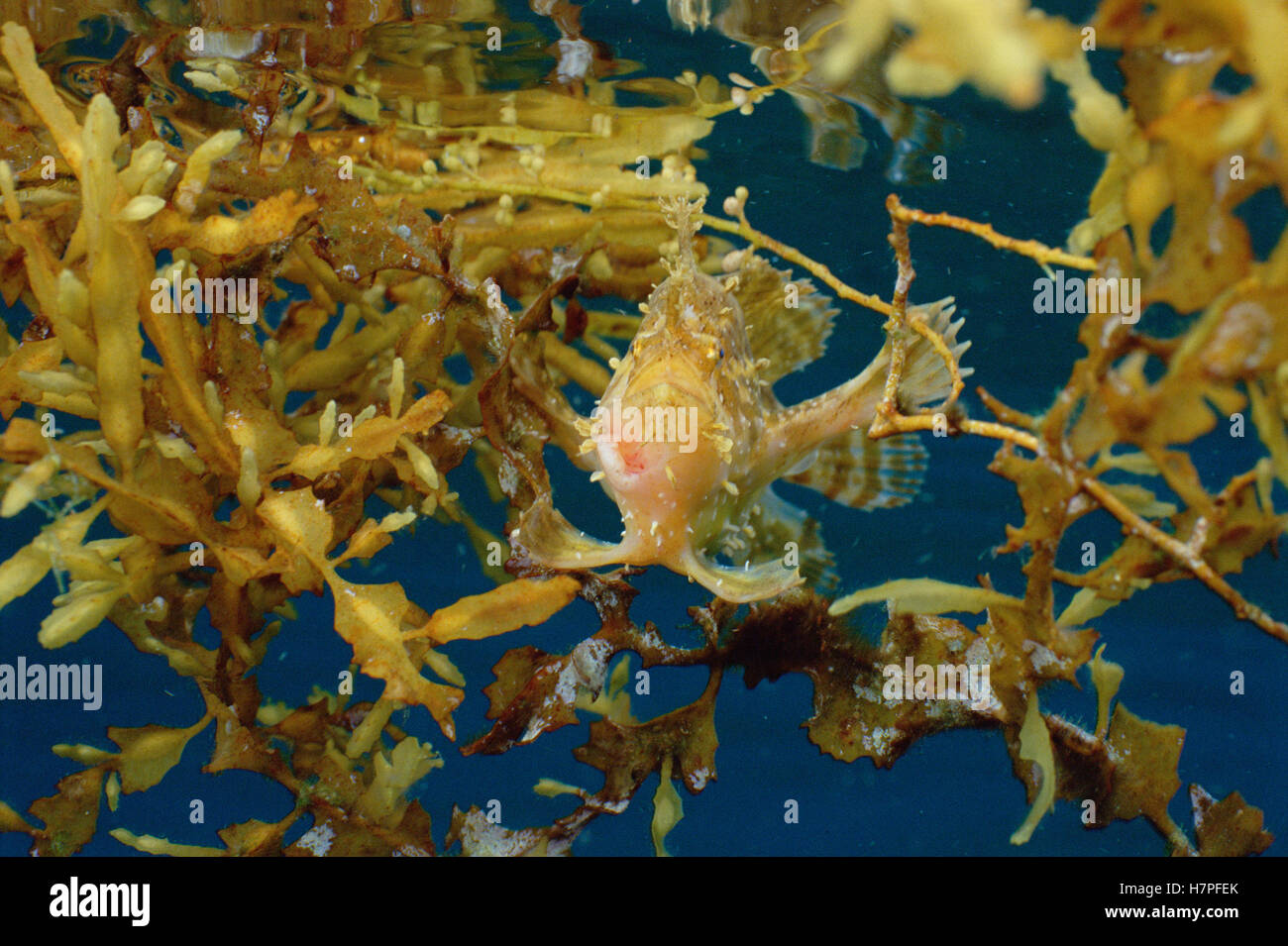 Sargassum Frogfish (Histrio histrio) camouflaged amongst Sargassum weed, Lembeh Strait ...