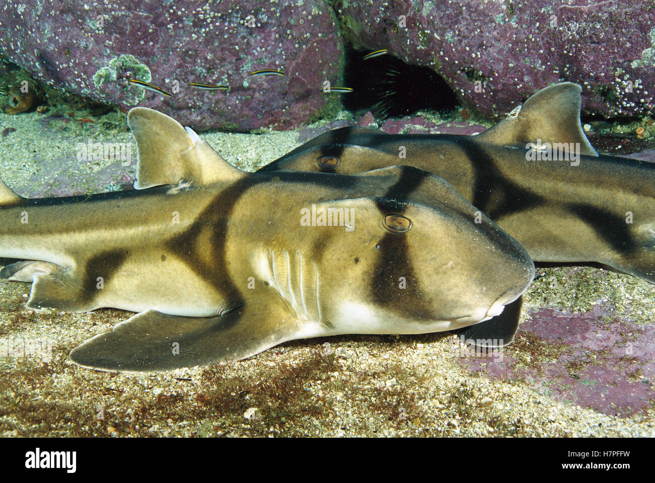 Port Jackson Shark (Heterodontus portusjacksoni) pair, New South Wales ...