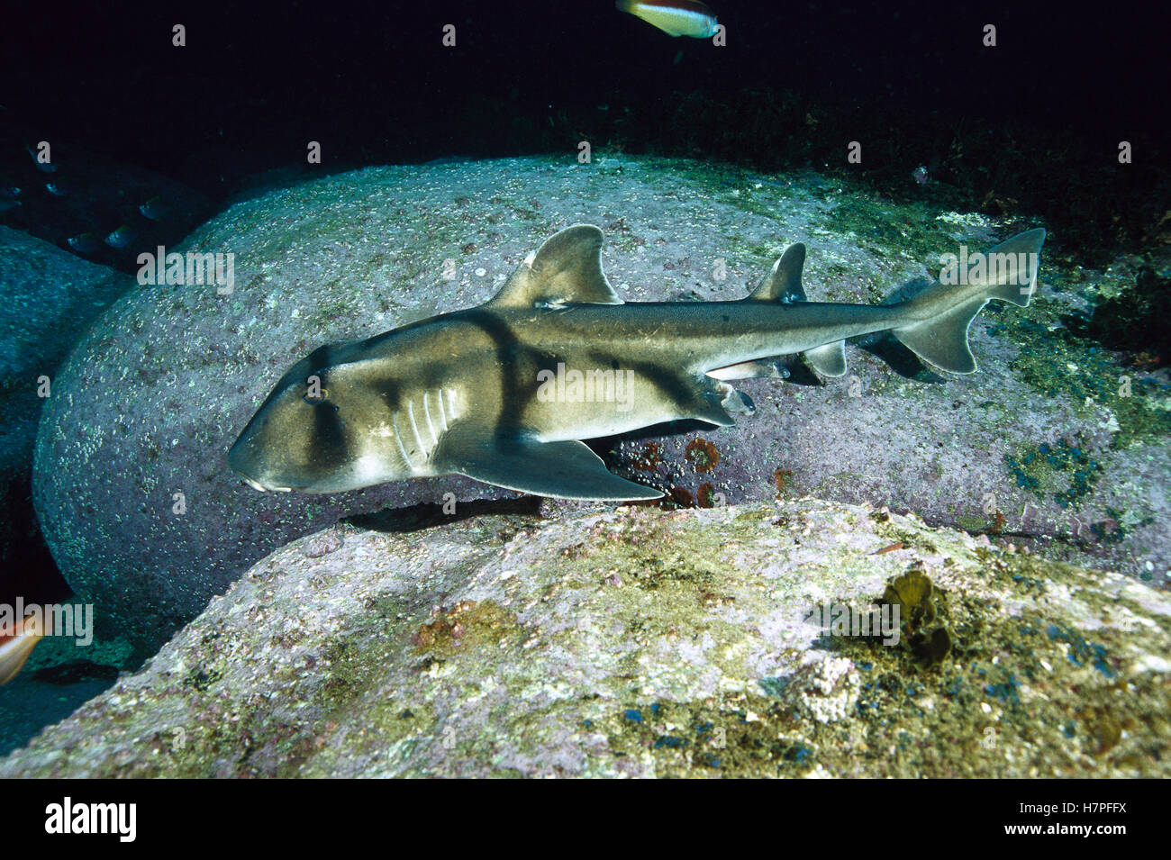 Port Jackson Shark (Heterodontus portusjacksoni) one swimming, New ...