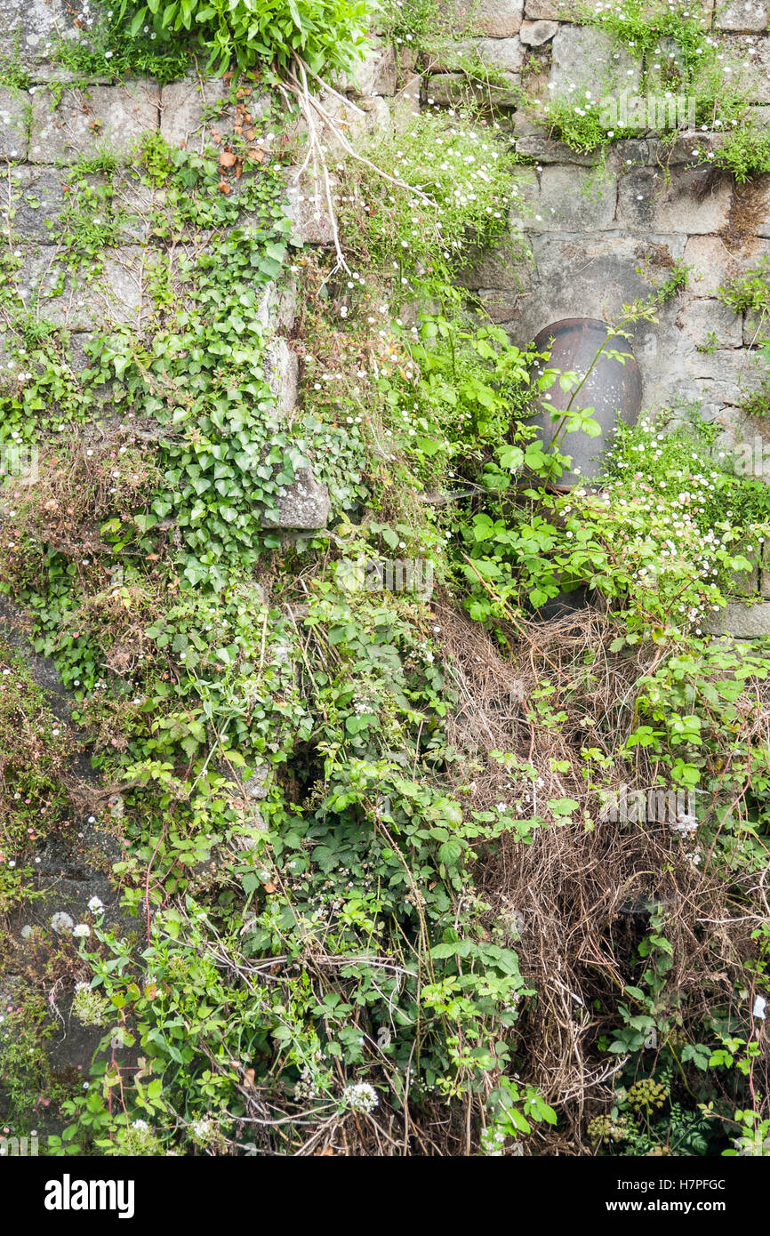old stone wall overgrown with vegetation seen in Brittany, France Stock ...