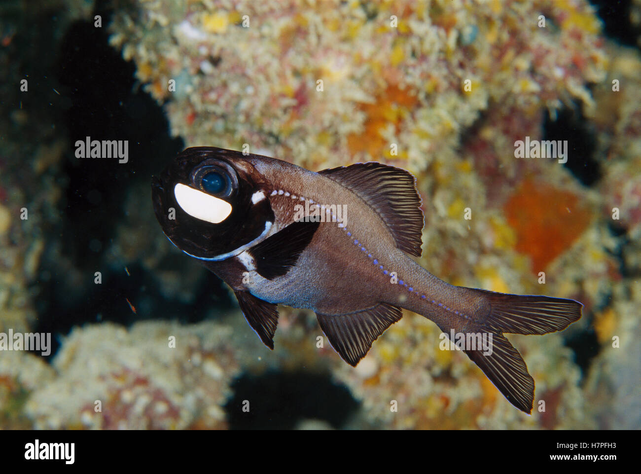 One-fin Flashlight Fish (Photoblepharon palpebratum), Coral Sea ...