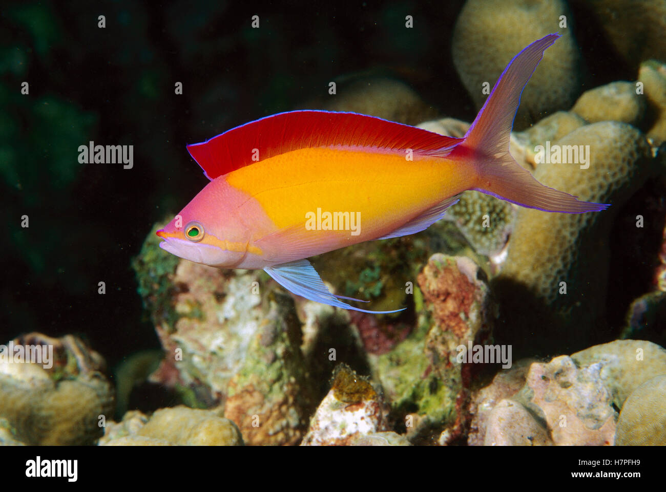 Redfin Anthias (Pseudanthias dispar), Gili Islands, Indonesia Stock ...