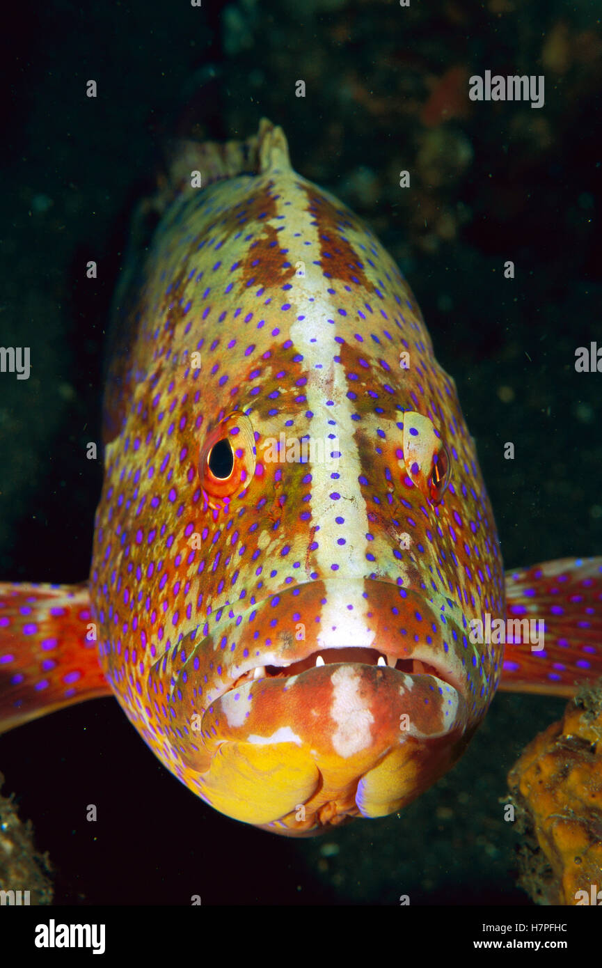 Coronation Grouper (Variola louti) resting on the reef at night, Bali ...