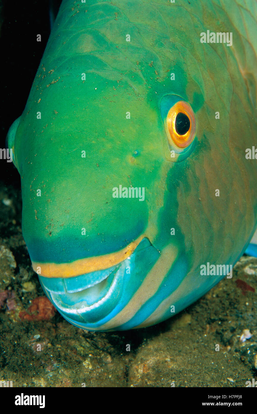 Parrotfish (Scaridae) male sleeping at night, Bali, Indonesia Stock ...