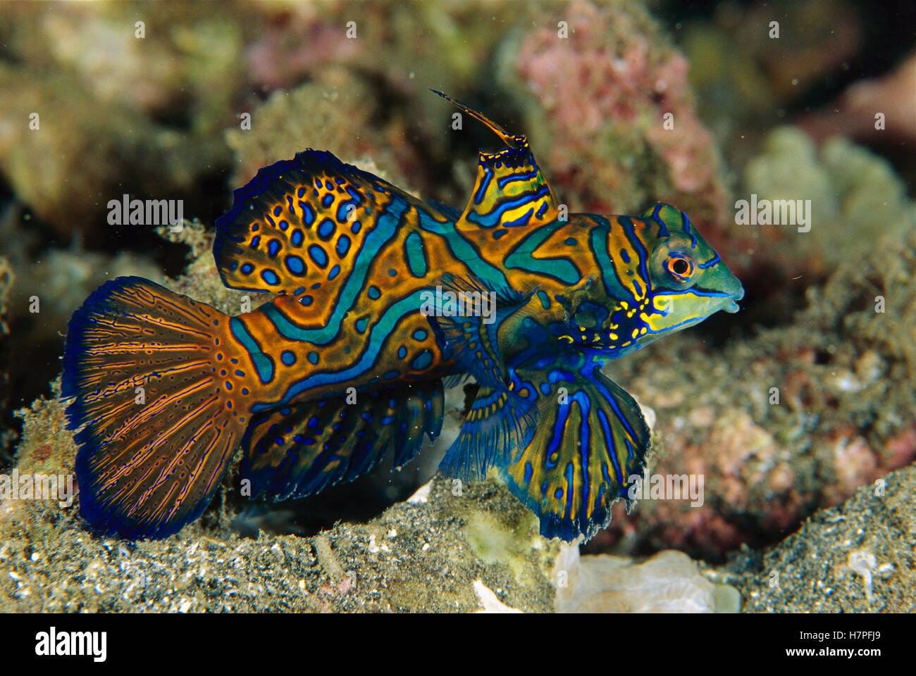 Mandarinfish (Synchiropus splendidus) male, Lembeh Strait, Indonesia ...