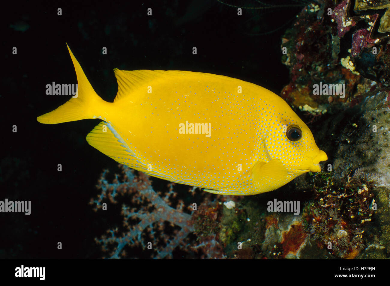 Coral Rabbitfish (Siganus corallinus), Bali, Indonesia Stock Photo - Alamy