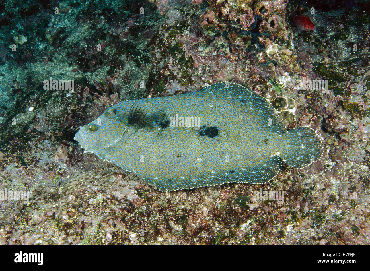 Leopard Flounder (Bothus pantherinus) showing color change, Galapagos ...