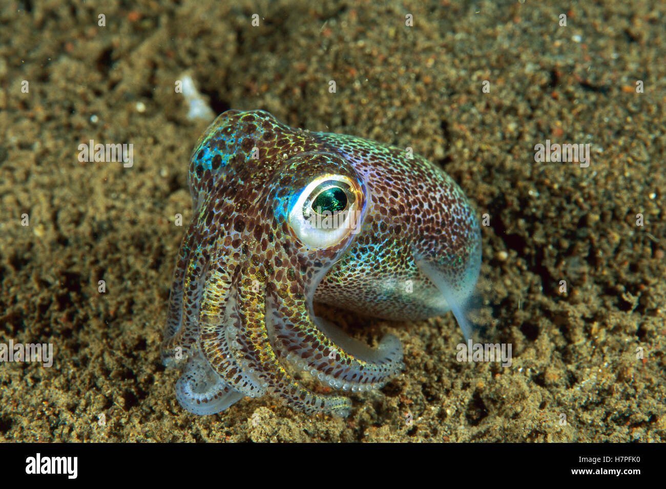 Berry's Bobtail Squid (Euprymna berryi), Bali, Indonesia Stock Photo ...