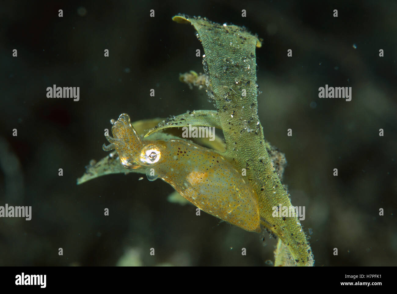 Two-tone Pygmy Squid (Idiosepius pygmaeus), Lembeh Strait, Indonesia ...