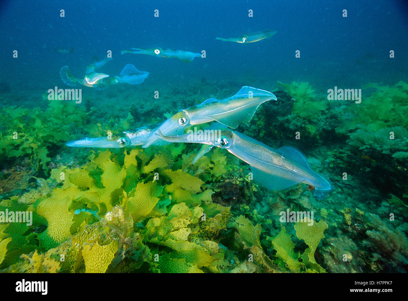 Southern Calamari (Sepioteuthis australis) congregating to lay their ...