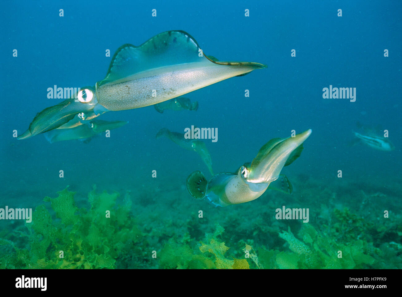 Southern Calamari (Sepioteuthis australis) congregating to lay their ...