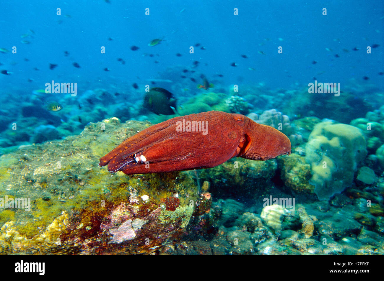 Reef Octopus (Octopus cyanea) jetting over the reef, Gili Islands ...