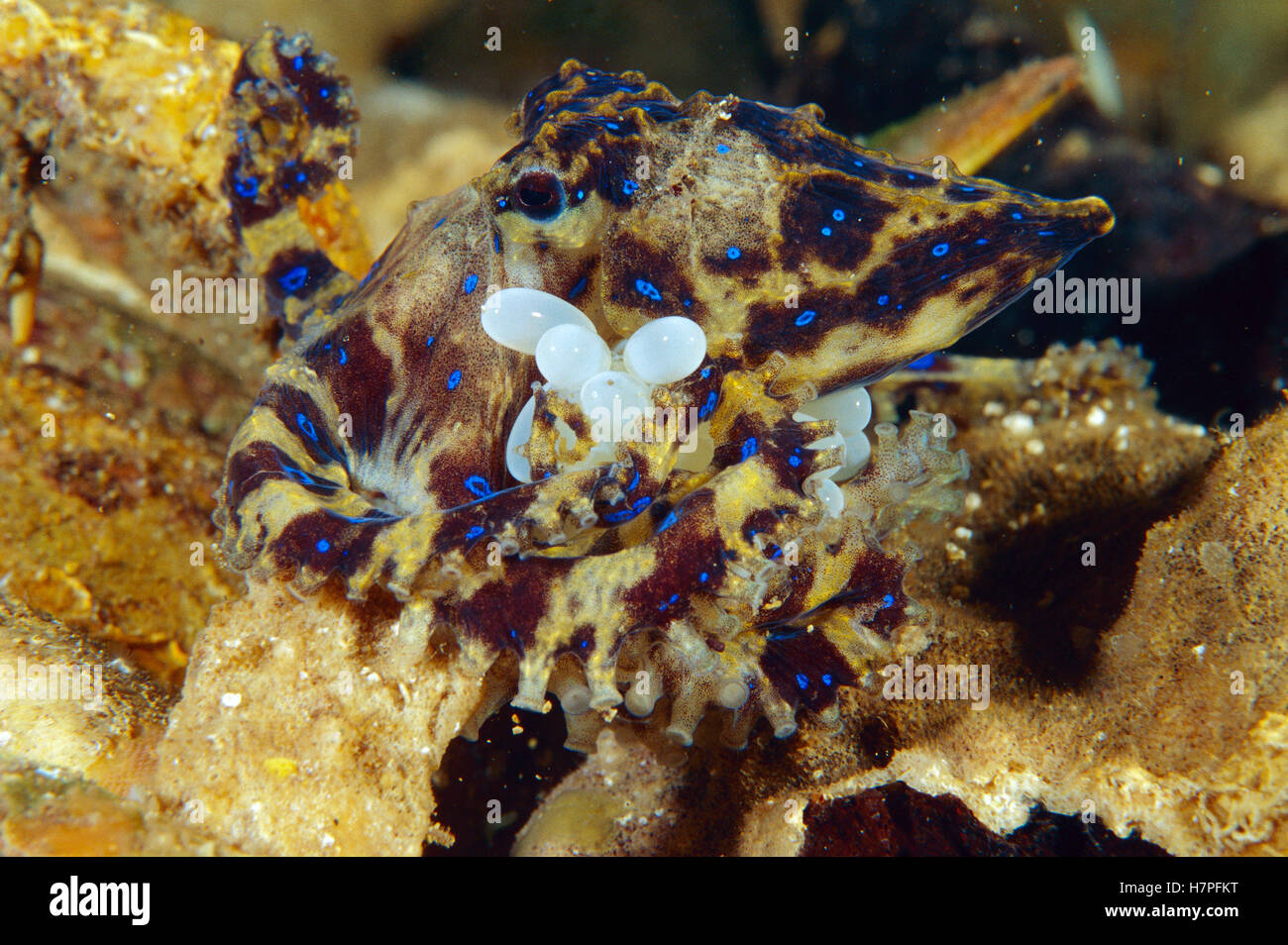 Southern Blue-ringed Octopus (Hapalochlaena maculosa) female carrying ...