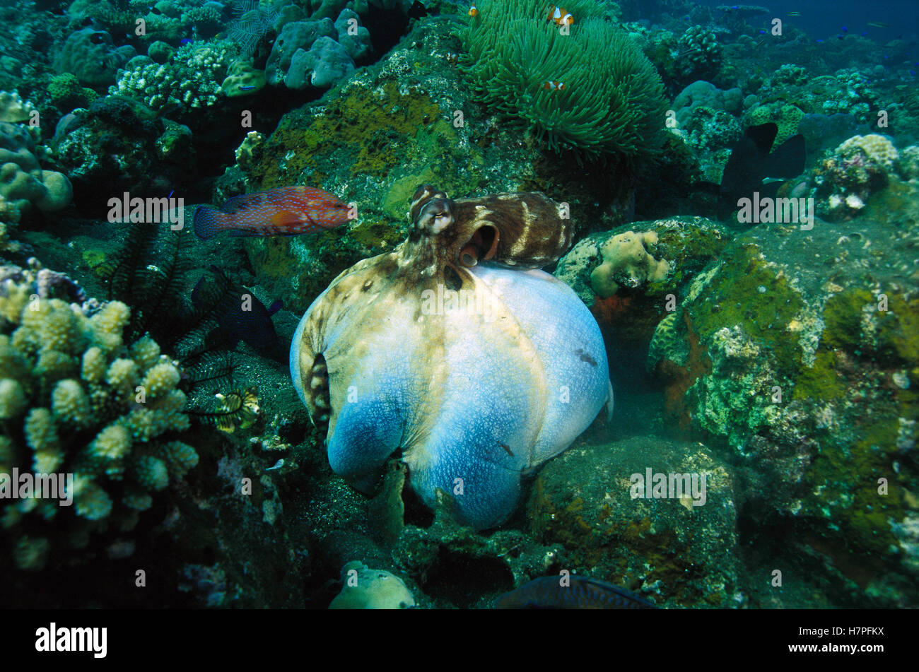 Reef Octopus (Octopus cyanea) enveloping a rock with the webbing ...