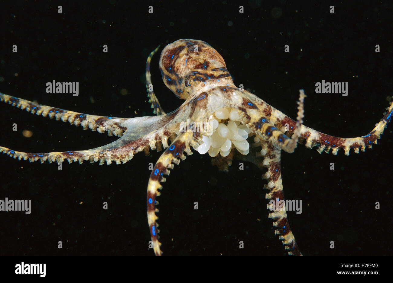 Southern Blue-ringed Octopus (Hapalochlaena maculosa) female carrying ...