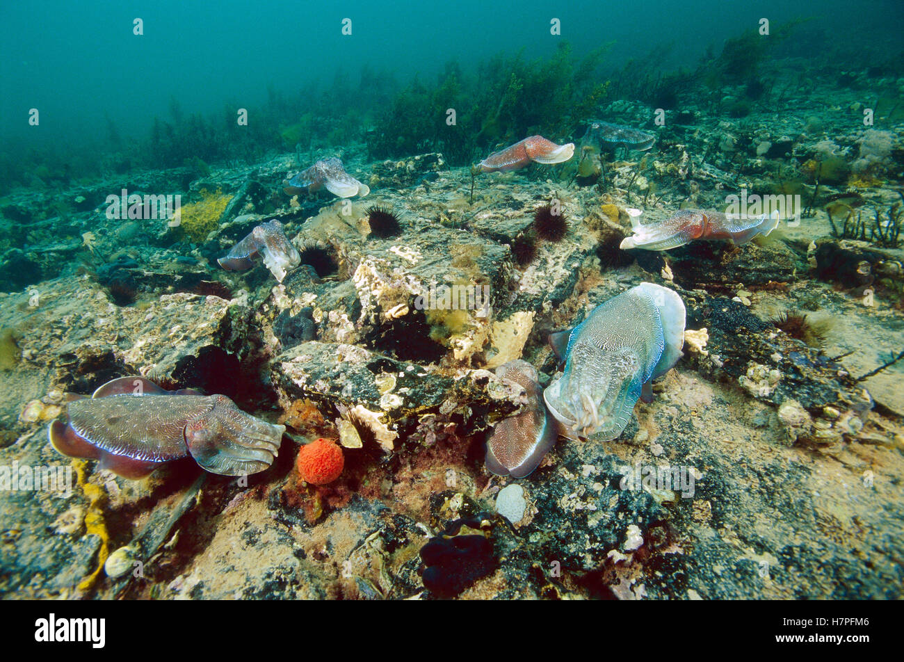 Cuttlefish group gathering to mate and lay eggs, male is nomally bigger ...