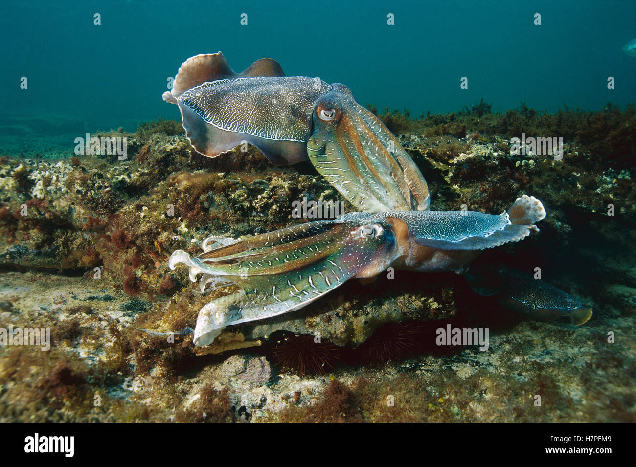 Australian Giant Cuttlefish (Sepia apama) male sparring to attain ...