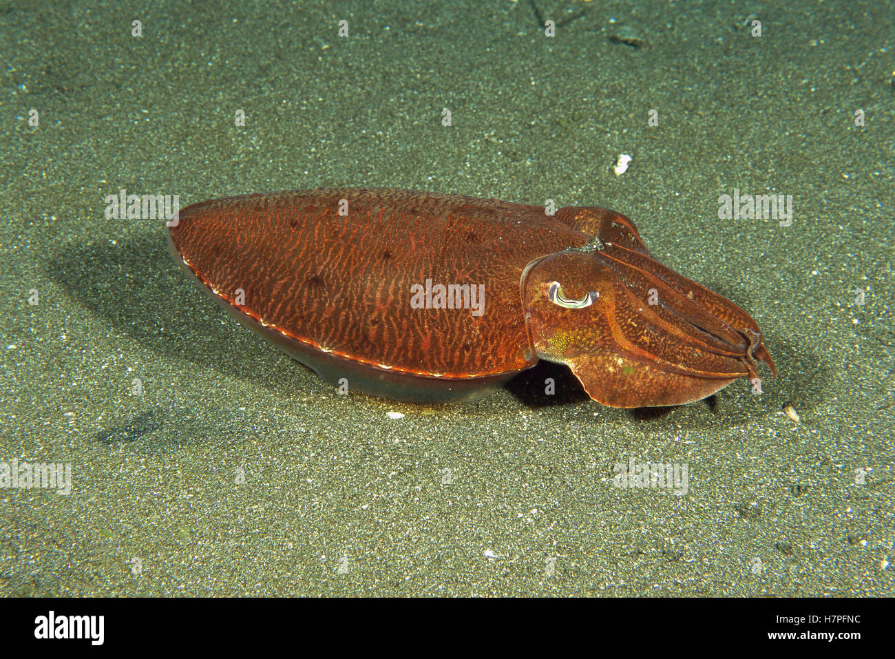 Needle Cuttlefish (Sepia aculeata) on ocean floor, Bali, Indonesia ...