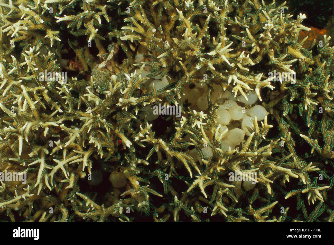 Needle Cuttlefish (Sepia aculeata) eggs laid among branches of hard ...
