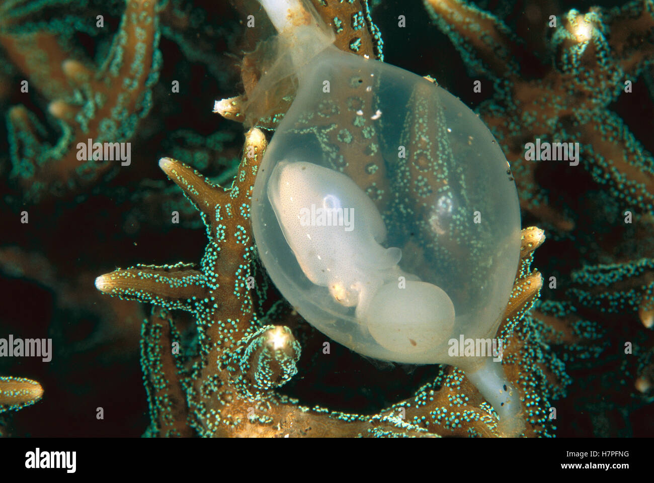 Needle Cuttlefish (Sepia aculeata) egg laid among branches of hard ...