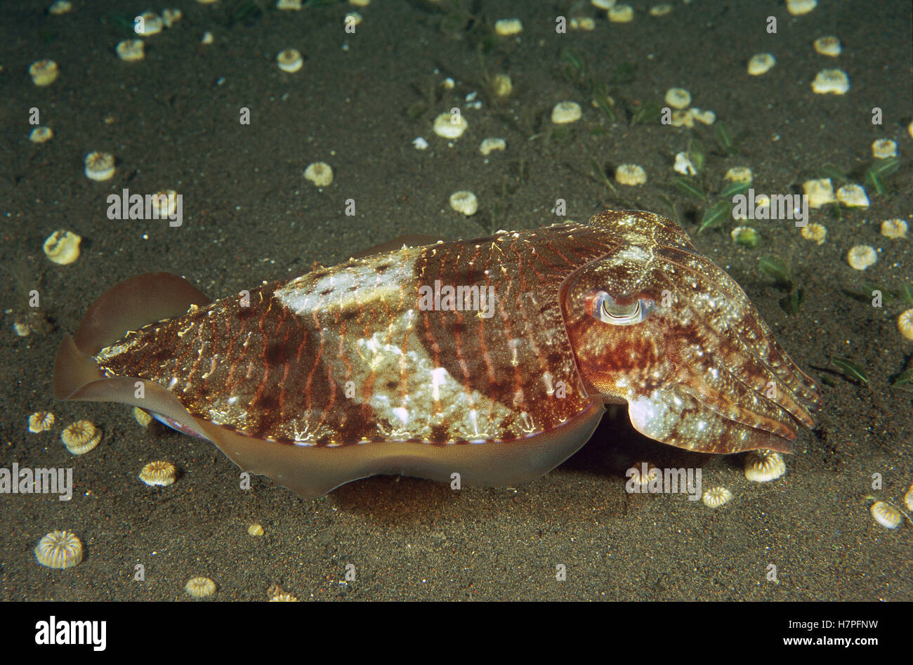 Needle Cuttlefish (Sepia aculeata) swimming, Bali, Indonesia Stock ...