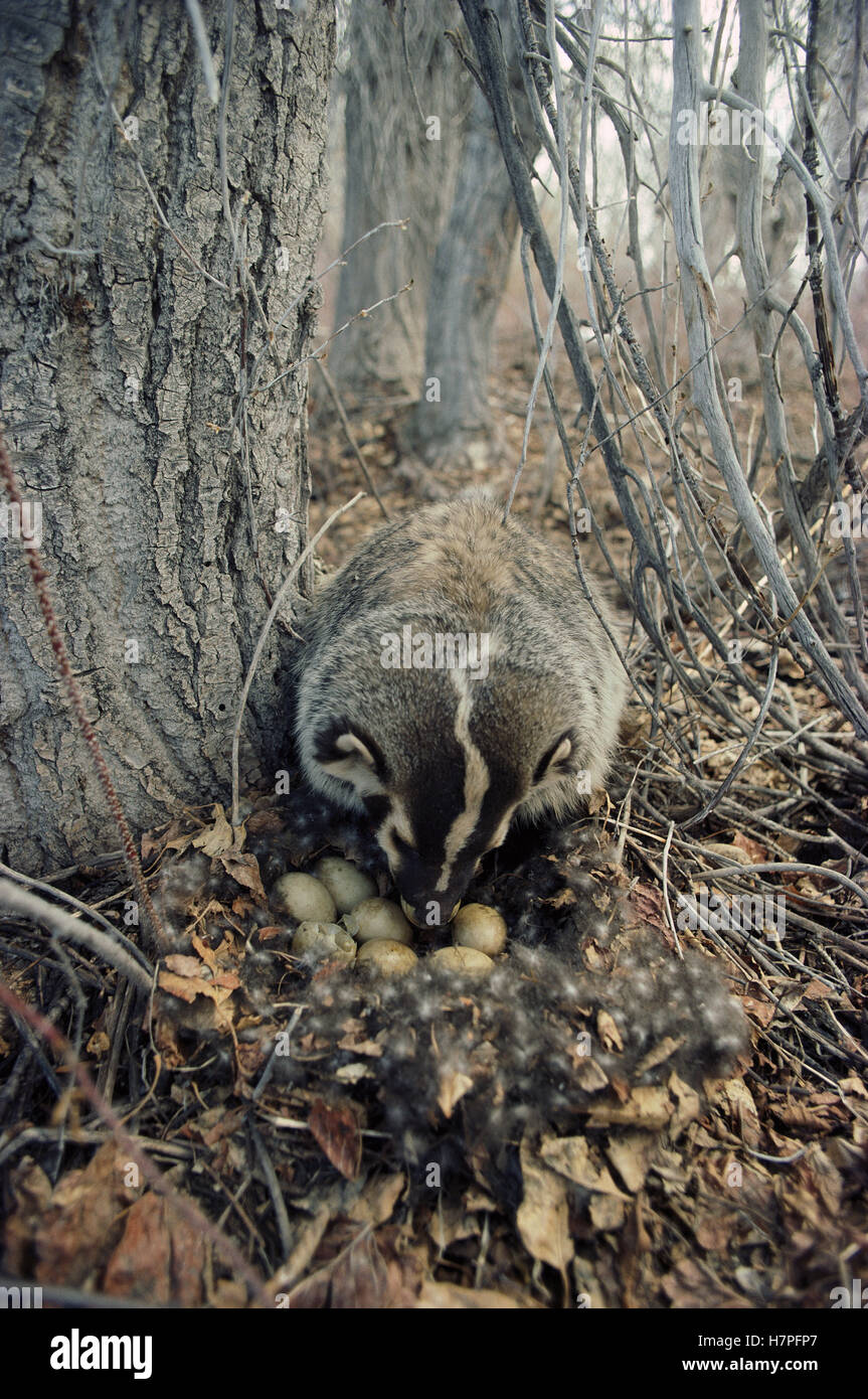 American Badger (Taxidea taxus) eating Mallard (Anas platyrhynchos ...