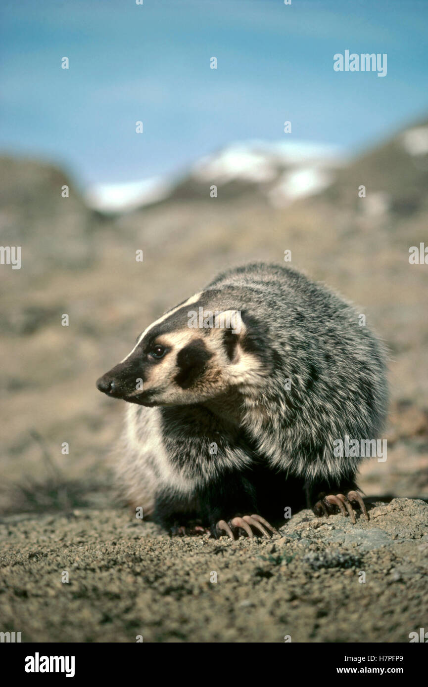 American Badger (Taxidea taxus) portrait in the spring, Idaho Stock ...