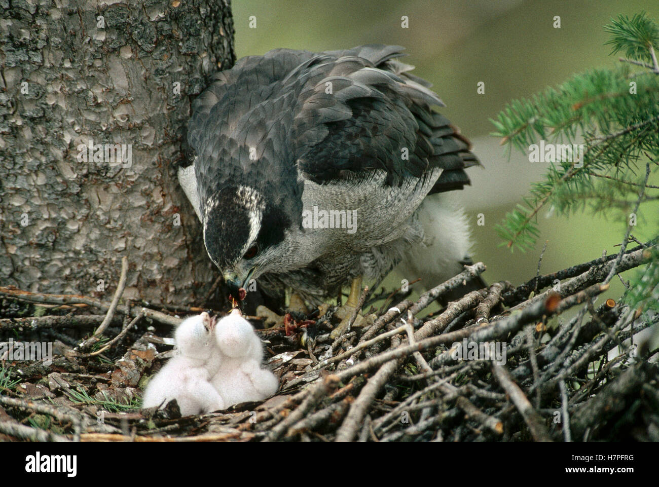 Northern Goshawk (Accipiter gentilis) parent at nest with chicks, North ...