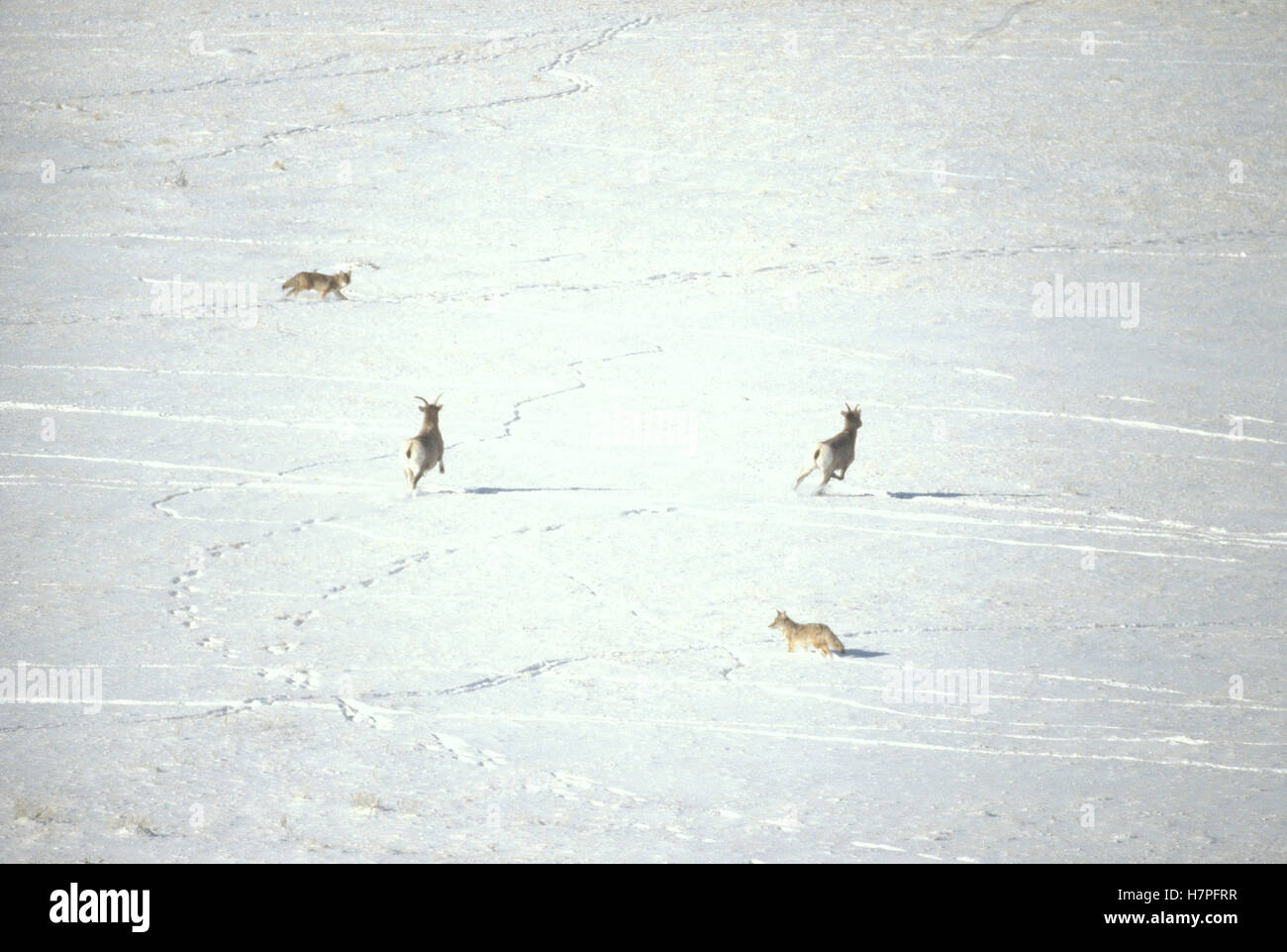Coyote (Canis latrans) pair hunting two Bighorn Sheep (Ovis canadensis ...