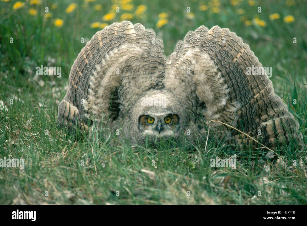 Great Horned Owl (Bubo virginianus) chick in defensive posture, spring ...