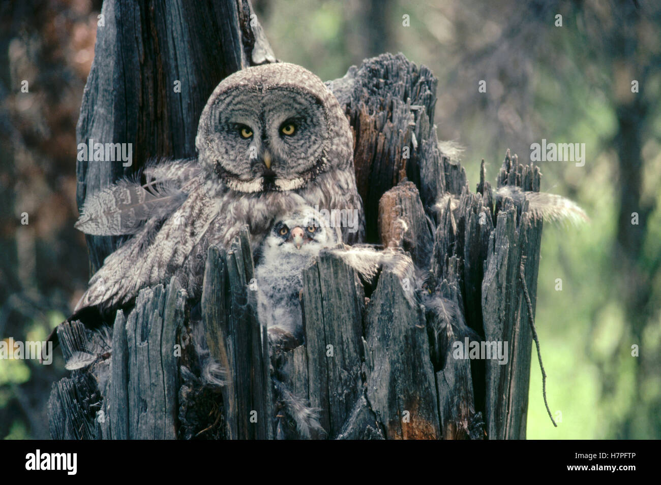 Great Gray Owl (Strix nebulosa) brooding female with chick in nest ...