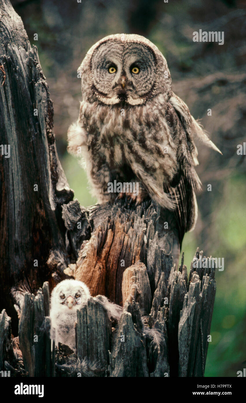 Great Gray Owl (Strix nebulosa) parent and owlet in nest at top of a ...
