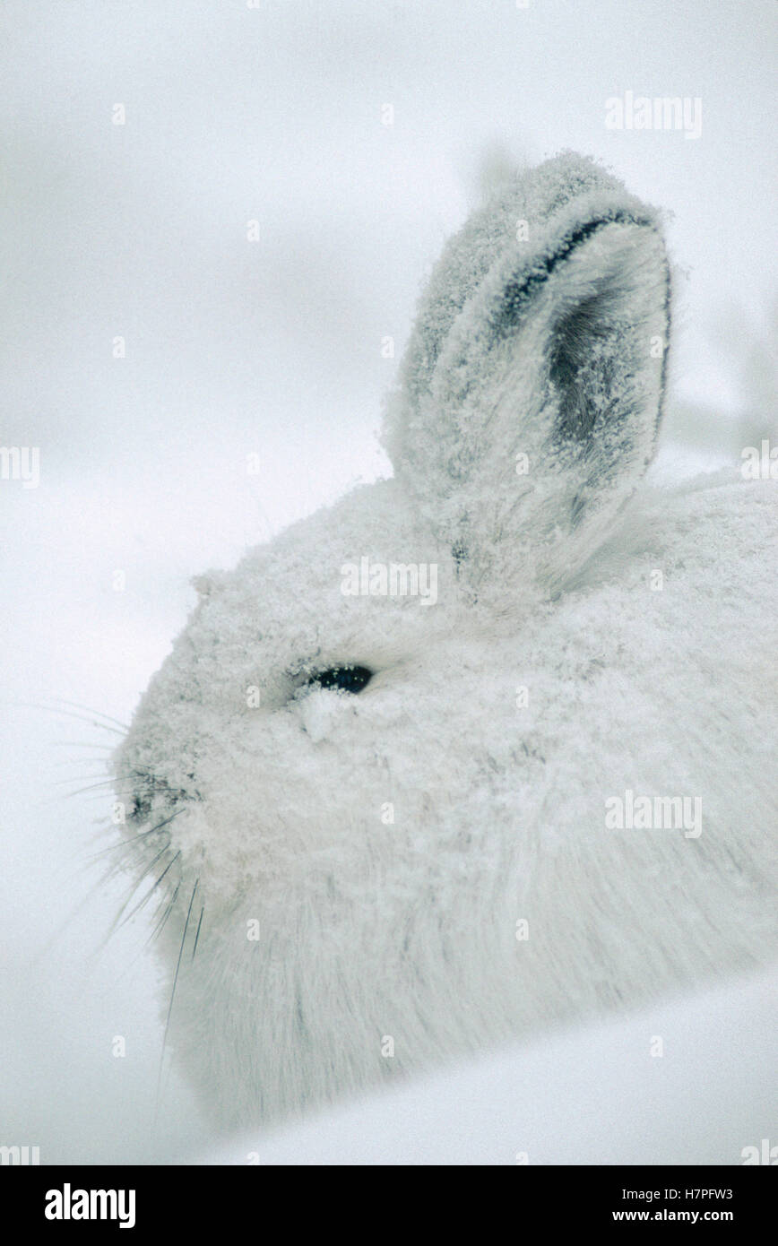 Snowshoe Hare (Lepus americanus) camouflaged in winter snow, Alaska ...