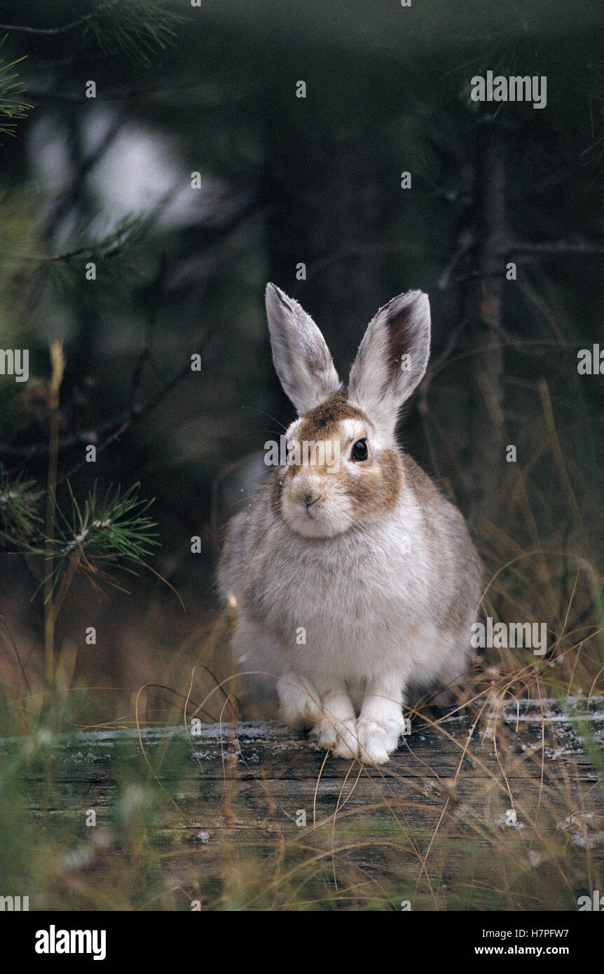 Snowshoe Hare (Lepus americanus) with coat changing to winter ...