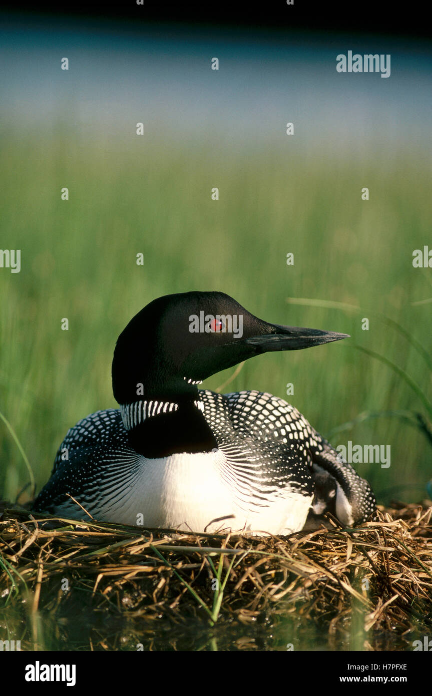 Common Loon (Gavia immer) parent on nest with one day old chick in the ...