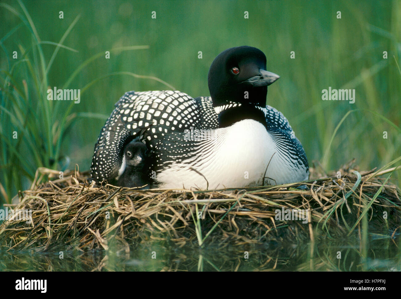 Common Loon (Gavia immer) parent on nest with one day old chick in the ...