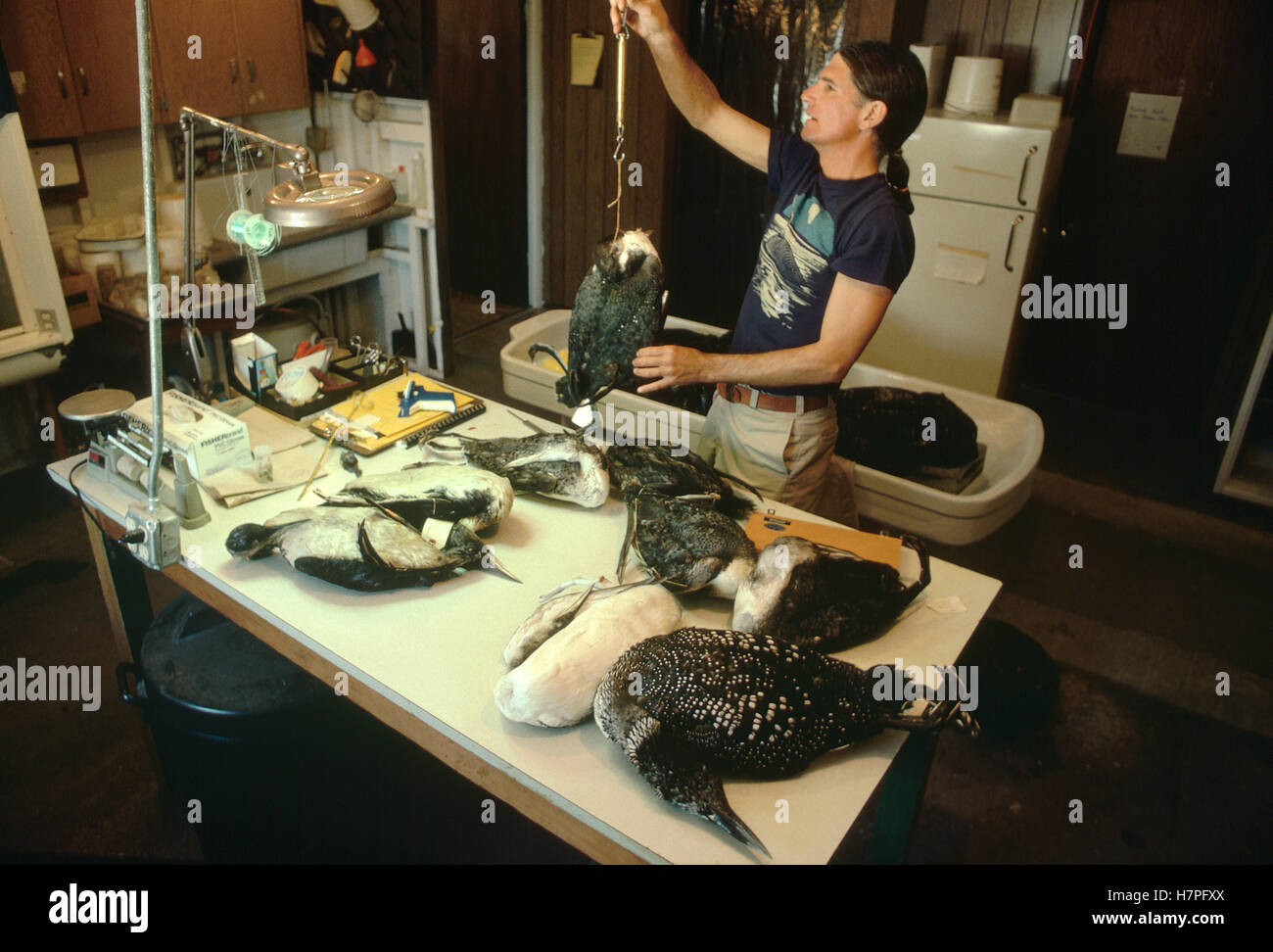 Common Loon (Gavia immer) carcasses which were collected from beaches ...