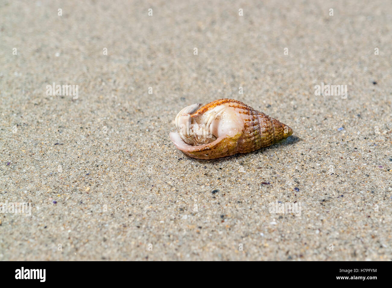 Hermit crab shell gastropod common gastropod hi-res stock photography ...