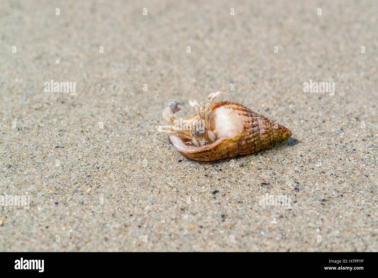 Hermit crab shell gastropod common gastropod hi-res stock photography ...