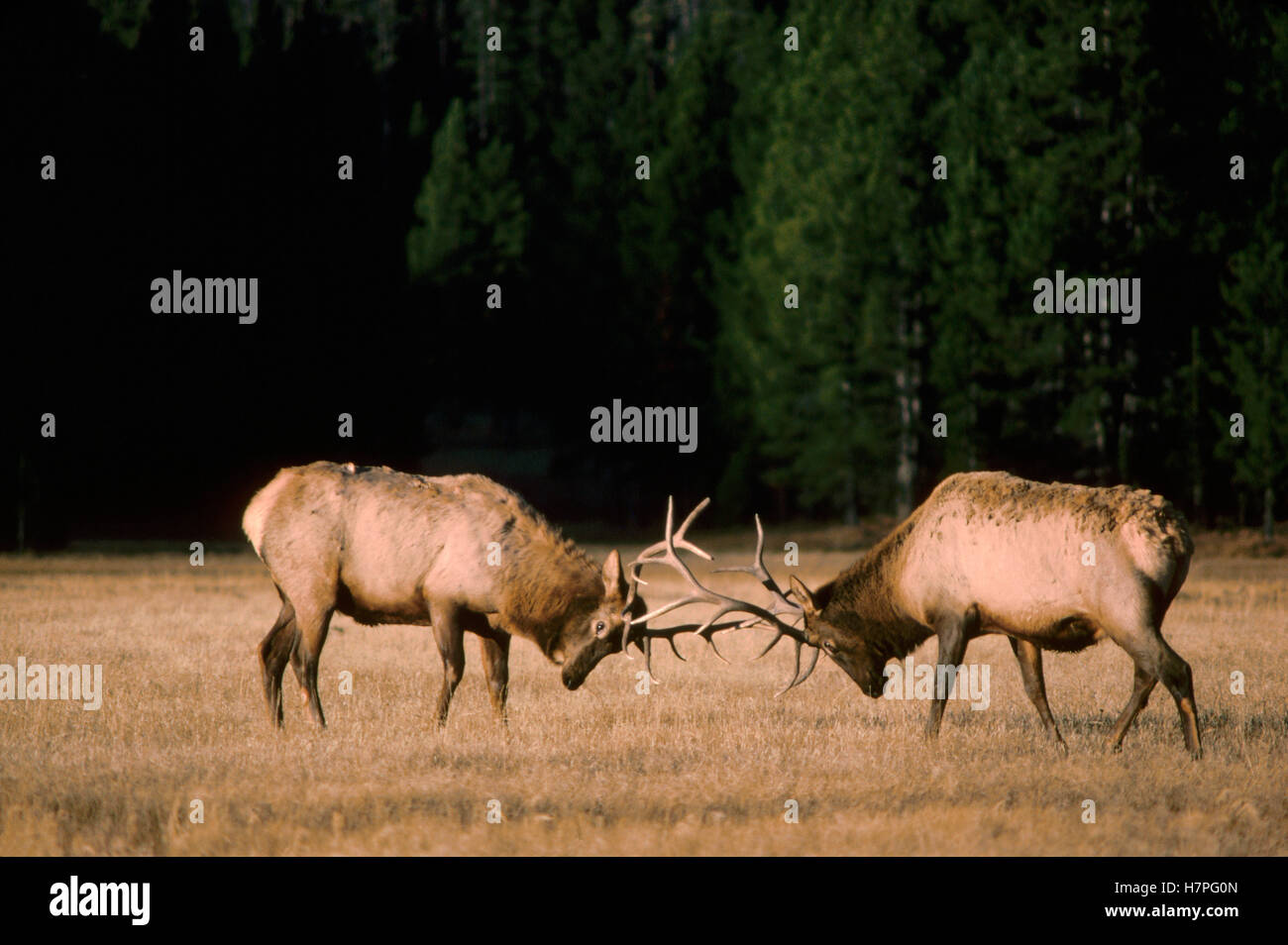 Elk (Cervus elaphus) two males sparring in the fall, Yellowstone ...
