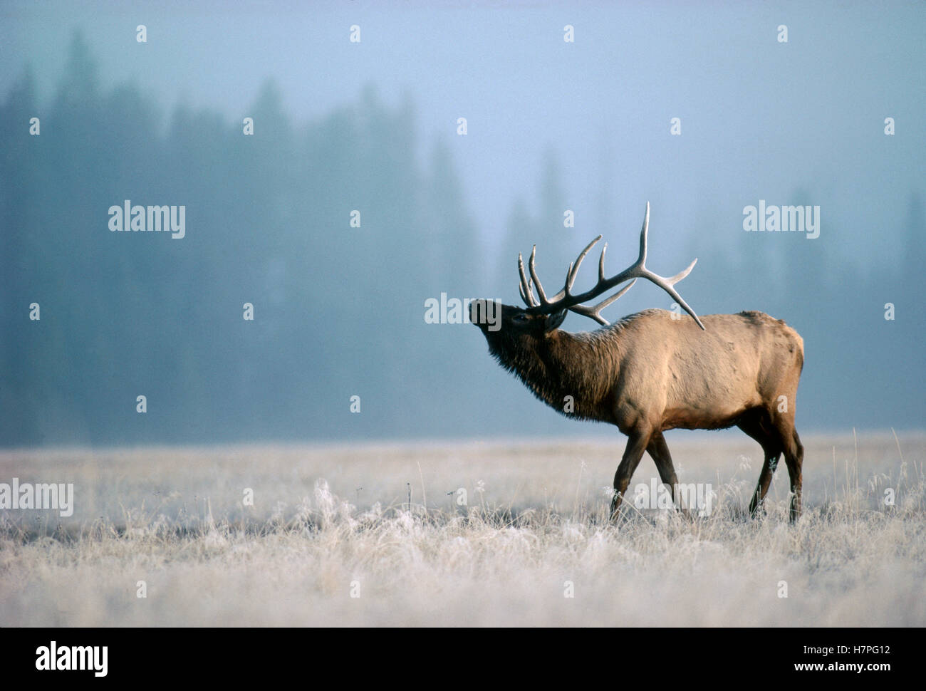 Elk (Cervus elaphus) bull bugling during rut in the fall, Yellowstone ...