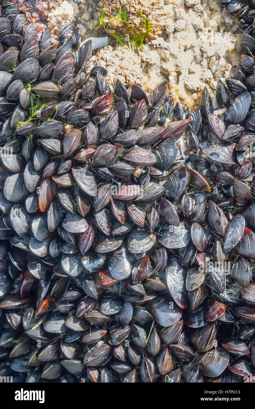 Bivalves bivalve hi-res stock photography and images - Alamy