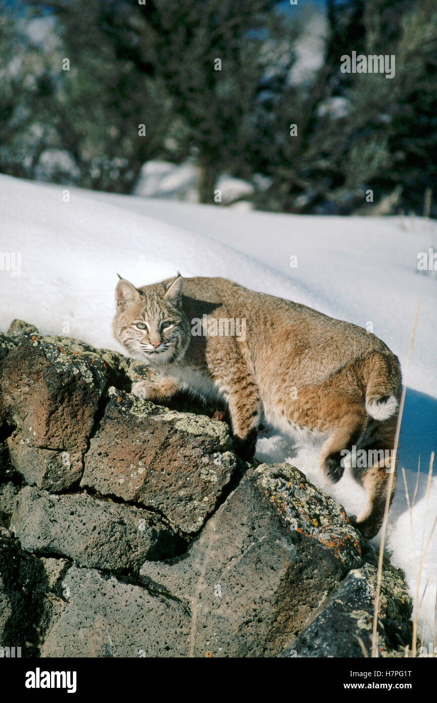 Bobcat (Lynx rufus) portrait in the winter, Idaho Stock Photo - Alamy
