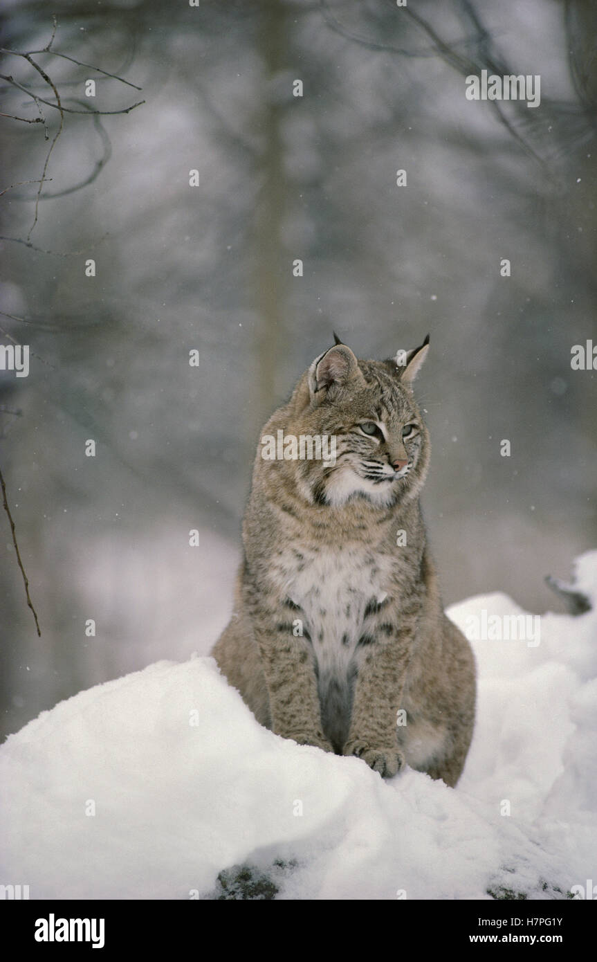 Bobcat (Lynx rufus) resting in snow, Idaho Stock Photo - Alamy