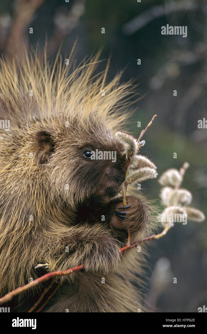 Common Porcupine Erethizon Dorsatum Feeding On Pussy Willow Salix