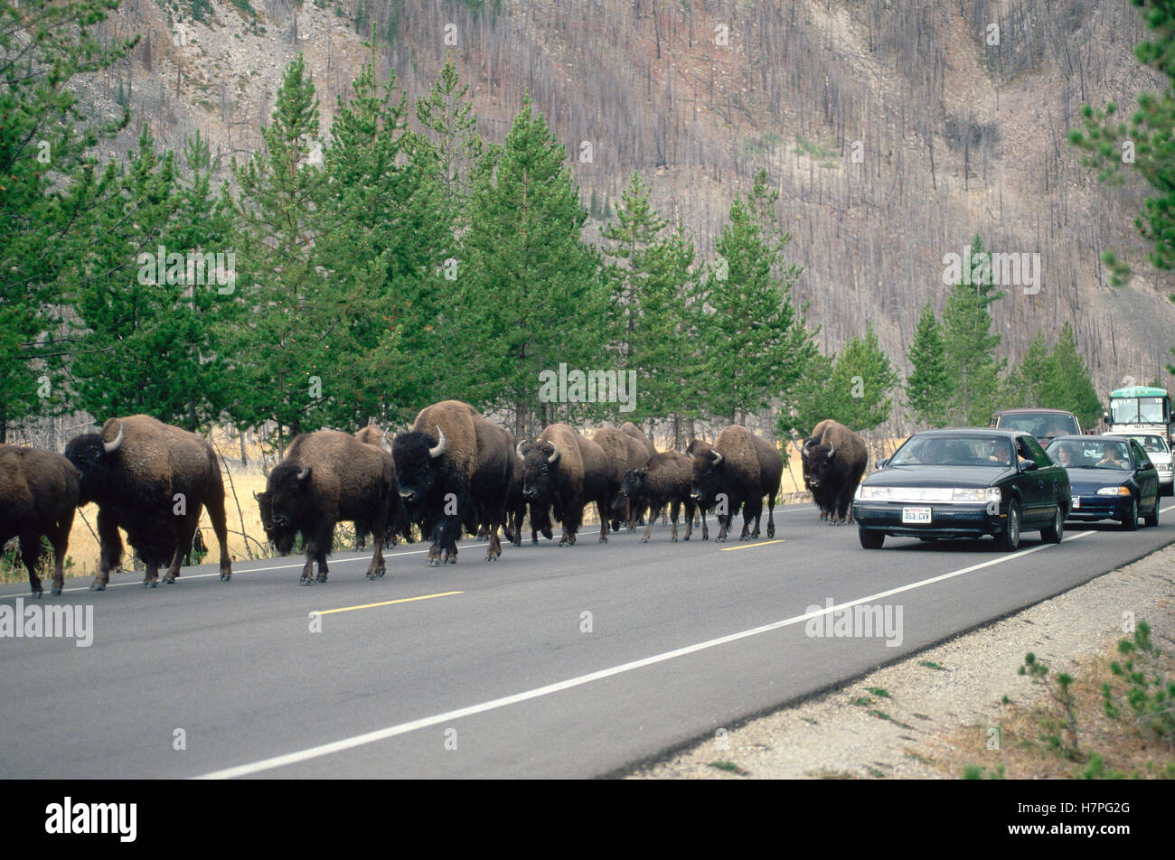 American Bison (Bison bison) herd walking along road beside tourist ...